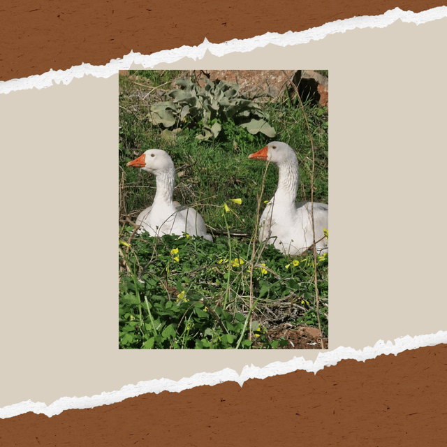 Be A Farmer for A Day in Arevitis Farm! - Who Should Consider This Experience?