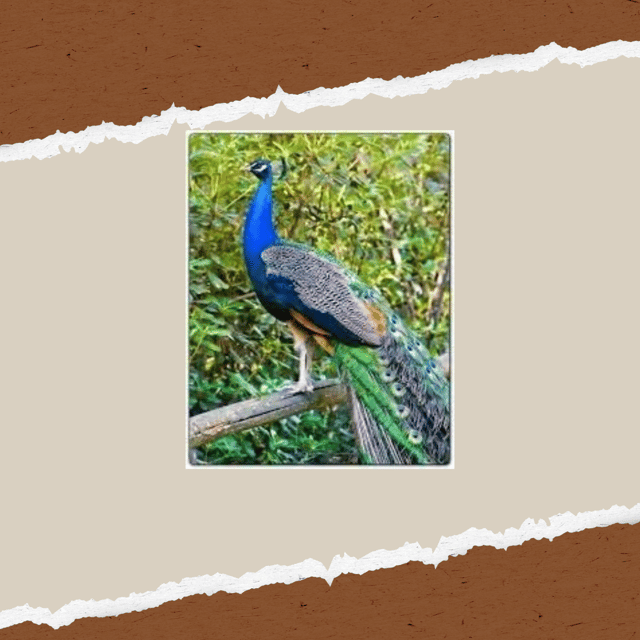 Be A Farmer for A Day in Arevitis Farm! - FAQs