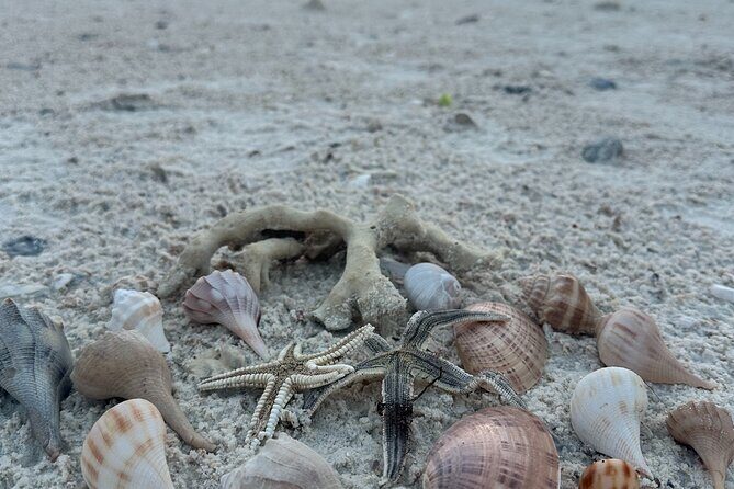 Beach and Shelling Excursion - Public - Key Points