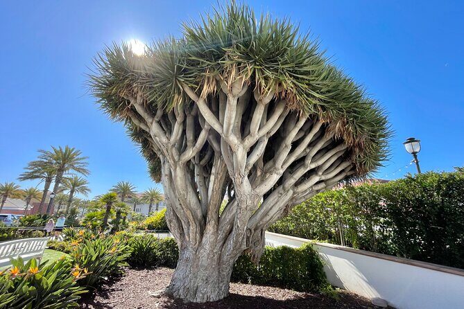 Beach and shopping Tour in San Diego (Private) - Real Traveler Insights