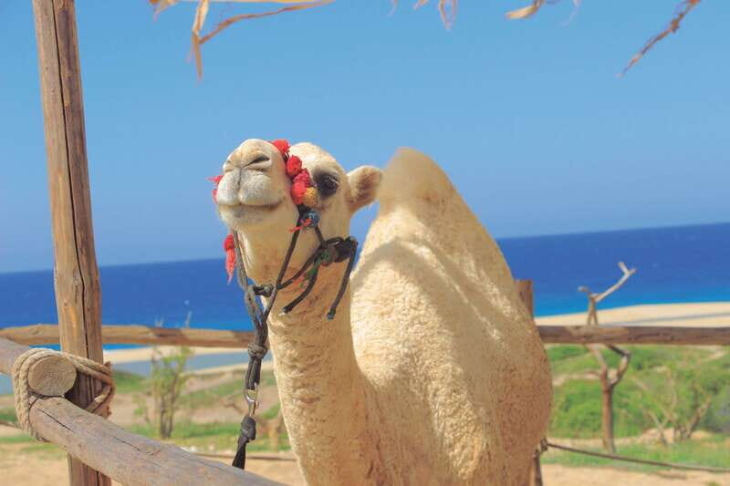 Beach ATV & Camel Ride COMBO in Cabo by Cactus Tours Park - The Sum Up: Who Will Love This Experience?