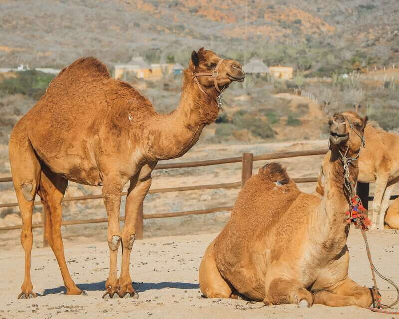 Beach Camel Ride & Encounter in Cabo by Cactus tours park - Key Points
