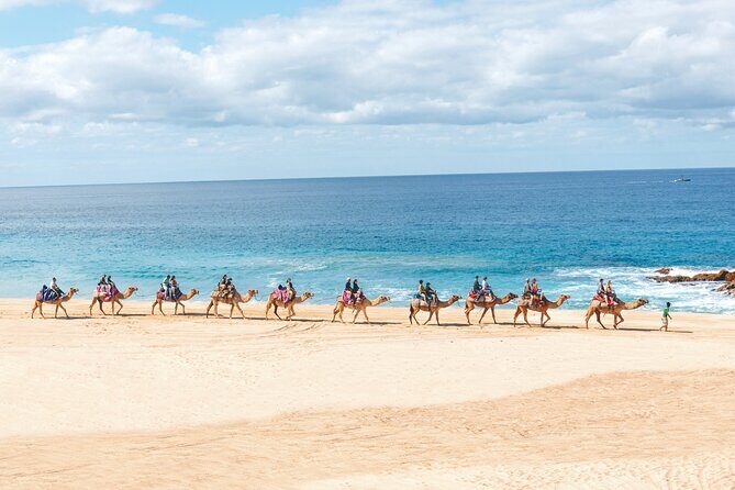 Beach Camel Ride & Encounter in Cabo - What Are the Downsides?