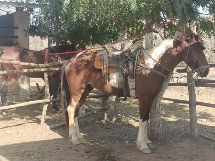 Beach Club All Inclusive: Horse Ride Water Sports Food Drink - The Sum Up