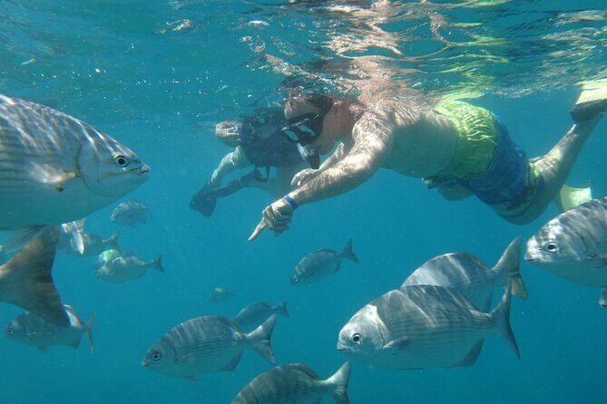 Beach Hopper, Amazing Snorkel Experience At Los Cabos! - Why Choose the Beach Hopper Snorkel Tour?