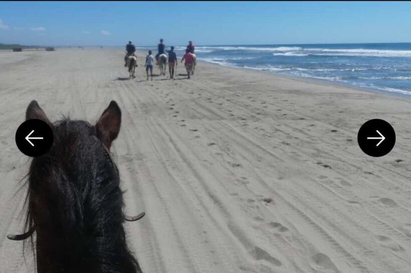.Beach Horse Riding Turtle Release Crocodile Farm Experience - Overall Impression and Experience Breakdown