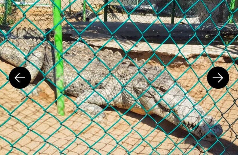 .Beach Horse Riding Turtle Release Crocodile Farm Experience - The Sum Up