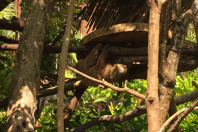 Beach-mountain & Sloth Refuge Buggy Tour - Highlights of the Sloth Refuge