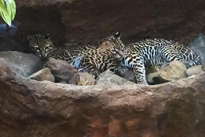 Beach-mountain & Sloth Refuge Buggy Tour - Insights From Experienced Guides