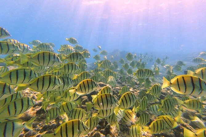Beach Snorkel - Sea Turtle and Black Sand Lagoon - Final Thoughts