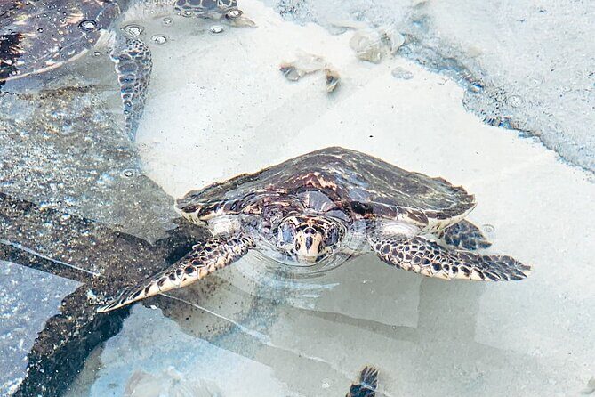Beachcomber Island Day Trip Fiji's Authentic Island Experience - Final Thoughts: Who Will Love This Experience?