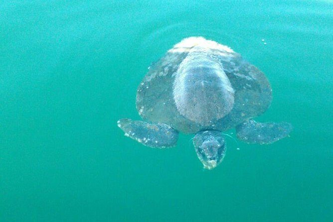 Beaches Dolphins And Viewpoints Discovering The Hidden Port By Sea And Land - The Itinerary Breakdown: What to Expect
