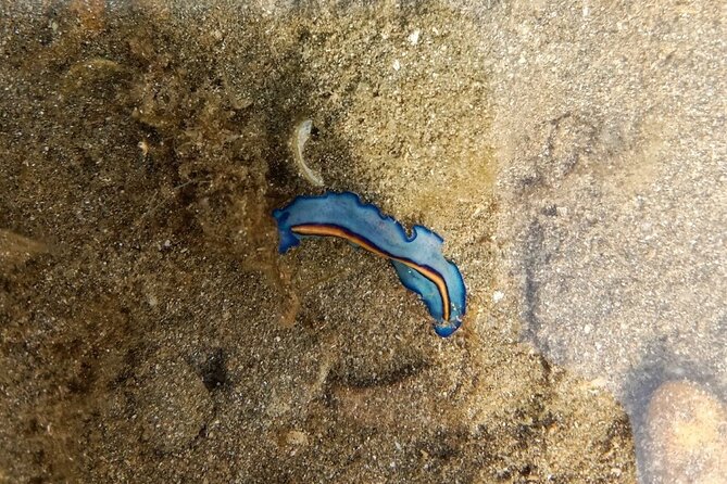 Beachlife & Tidepool Discovery at Desaru Coast Johor |JungleWalla - Key Points