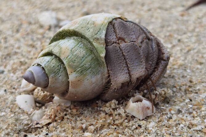 Beachlife & Tidepool Discovery at Desaru Coast Johor |JungleWalla - Who Will Love This Tour?