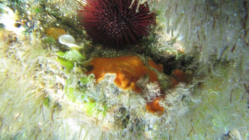 Beachtour Marina Rei & Sant'Elmo from Cagliari - Who Should Consider This Tour?