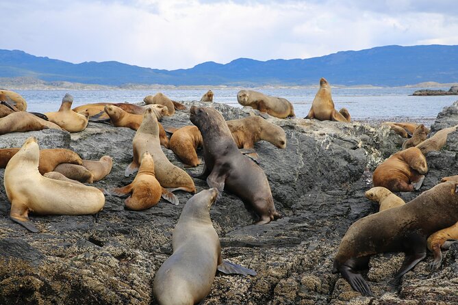 Beagle Channel Sailing Tour: Birds, Seals & Penguins Islands - Visiting Seal Island in the Les Eclaireurs Archipelago