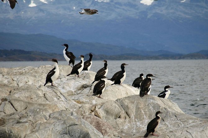 Beagle Channel Sailing Tour: Birds, Seals & Penguins Islands - Discovering the Les Eclaireurs Lighthouse