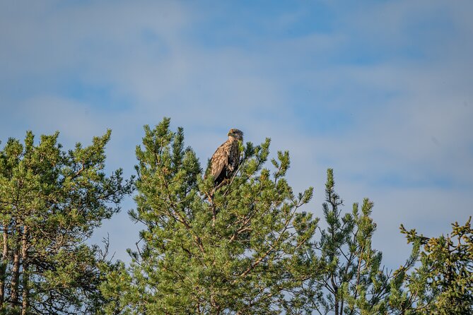 Bear and Arctic Animals 2 Day Trip from Rovaniemi - Who Will Love This Tour?