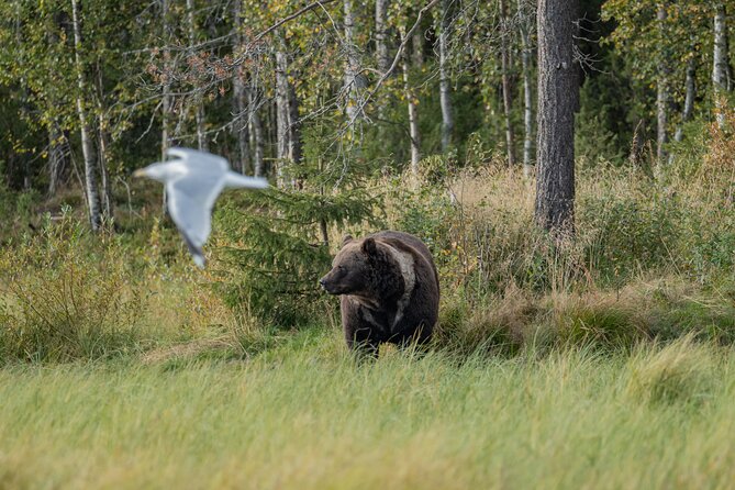 Bear and Arctic Animals 2 Day Trip from Rovaniemi - The Sum Up: Is This Tour Worth It?