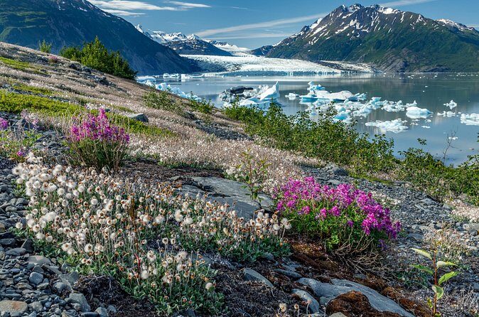 Bear Glacier Helicopter Tour with Landing - Price and Value
