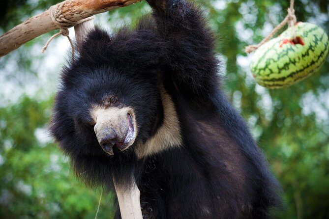 Bear Rescue Center and Wonderful Taj Mahal - An In-Depth Look at the Itinerary