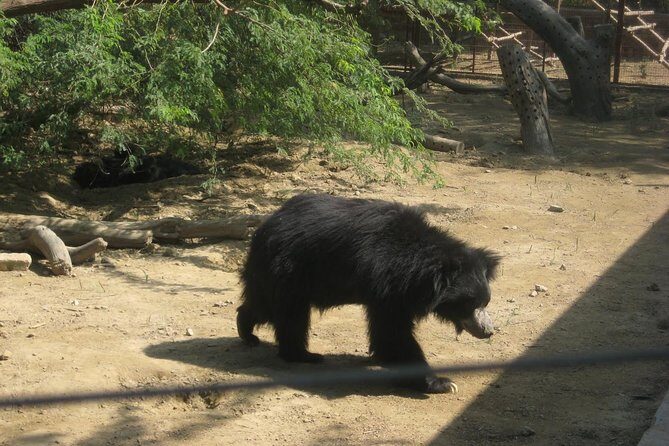 Bear Rescue Center and Wonderful Taj Mahal - The Sum Up