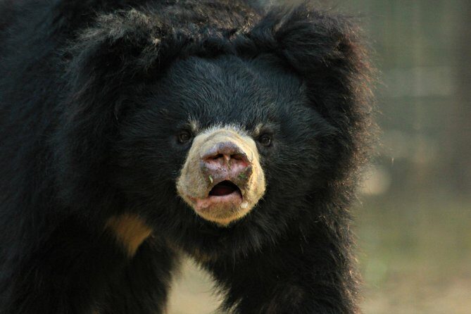 Bear Rescue Center and Wonderful Taj Mahal - FAQs