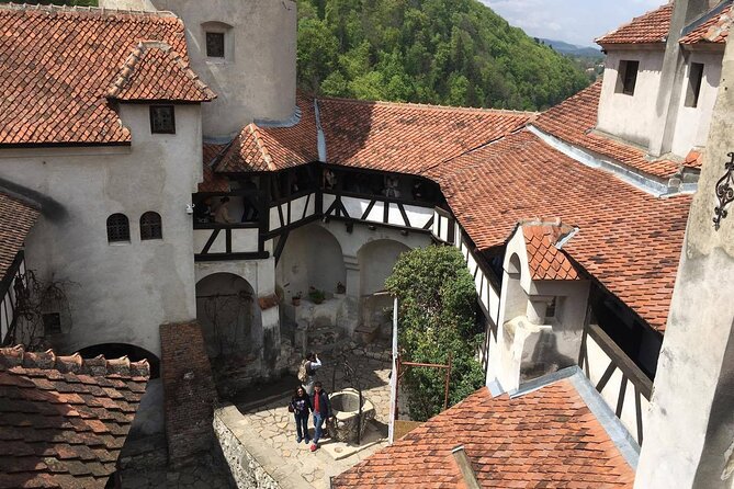 Bear Sanctuary and Bran Castle From Brasov - Traveler Experiences and Feedback