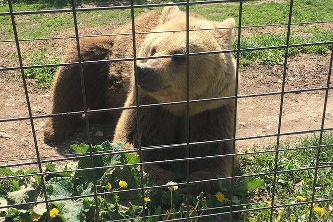 Bear Sanctuary and Bran Castle From Brasov - Planning Your Brasov Getaway