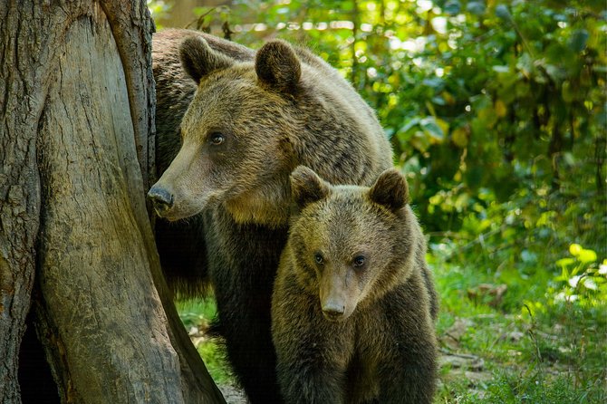 Bear Sanctuary and Draculas Castle, 1-day Private Tour - Itinerary Highlights