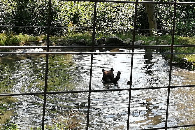 Bear Sanctuary and Draculas Castle, 1-day Private Tour - Discovering the Charm of Brasovs Historical Center