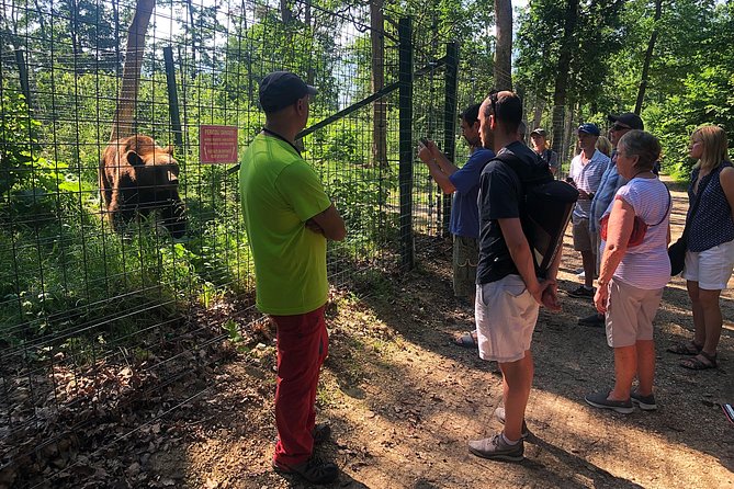 Bear Sanctuary, Bran (Dracula) Castle, Peles Castle From Brasov - Customer Reviews and Feedback