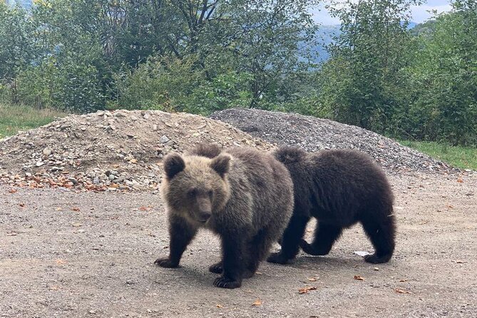 Bear Sanctuary & Rasnov Fortress - Private day tour from Bucharest - Who Should Consider This Tour?