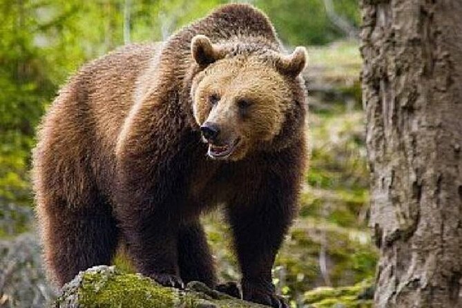 Bear Sanctuary Zarnesti,Bran Castle,Rasnov Fortres w/Hotel pickup - Practical Details & Considerations