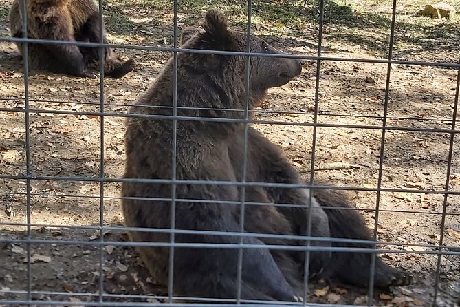 Bear Sanctuary Zarnesti,Bran Castle,Rasnov Fortres w/Hotel pickup - Why This Tour Works Well