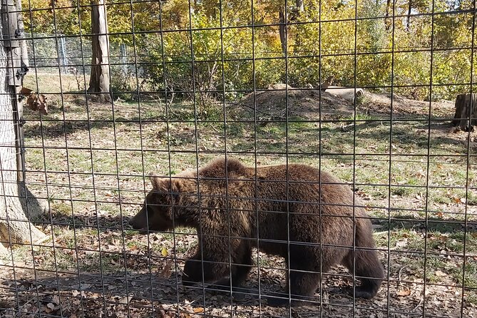 Bear Sanctuary Zarnesti,Bran Castle,Rasnov Fortres w/Hotel pickup - The Sum Up