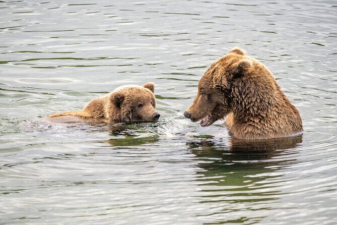 Bear Viewing at Brooks Falls in Katmai National Park - Introduction