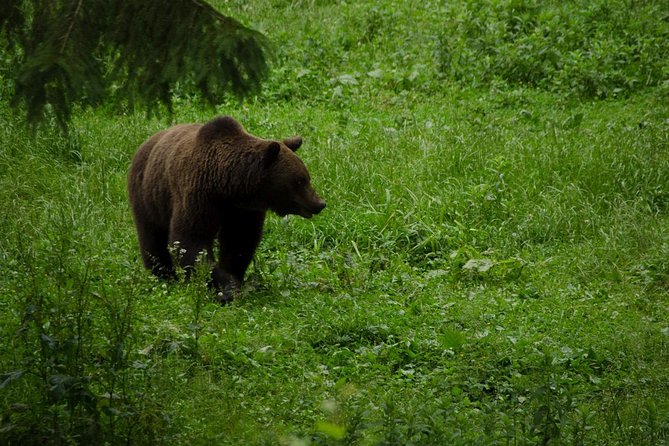 Bear Watching Experience Review in Brasov - Inclusions and Logistics