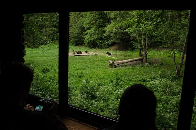 Bear Watching Experience Review in Brasov - Highlights of the Experience