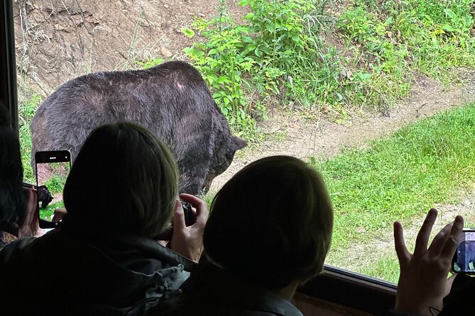 Bear Watching In Brasov: Observe Wild Bears From A Hideout - Key Points