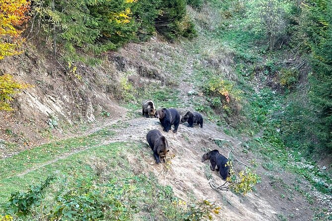 Bear Watching In Brasov: Observe Wild Bears From A Hideout - Inclusions and Experience