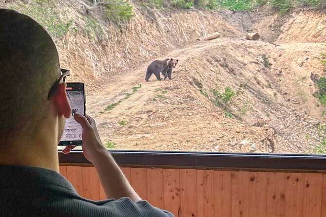 Bear Watching In Brasov: Observe Wild Bears From A Hideout - Bear Watching Experience