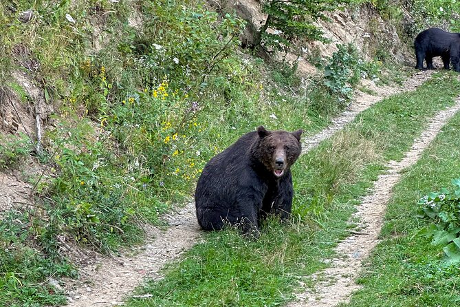 Bear Watching In Brasov: Observe Wild Bears From A Hideout - Exploring Brasov