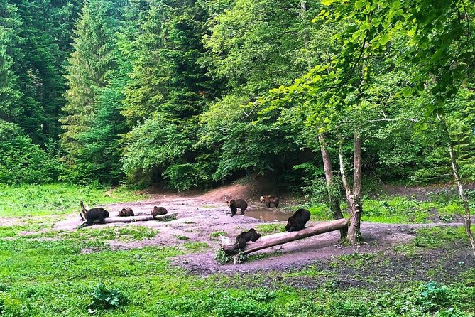 Bear Watching in the Wild From Brasov - The Beauty of Brasov: A Perfect Starting Point
