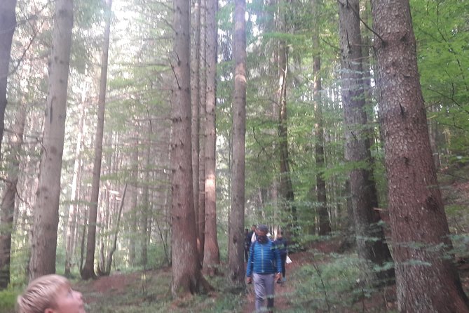 Bear Watching in the Wild From Brasov - Safety Measures and Guidelines