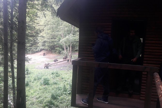Bear Watching in the Wild From Brasov - Traveler Experiences and Feedback