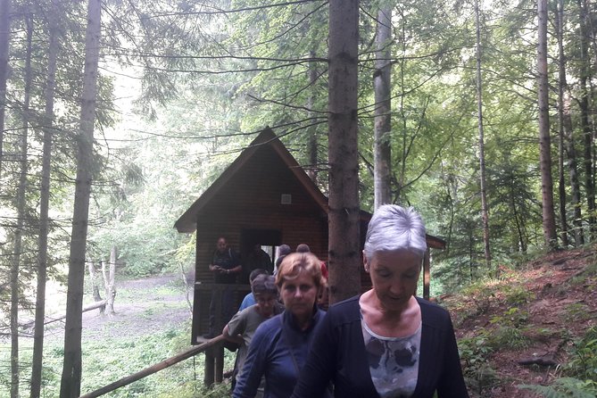 Bear Watching in the Wild From Brasov - Since You Asked