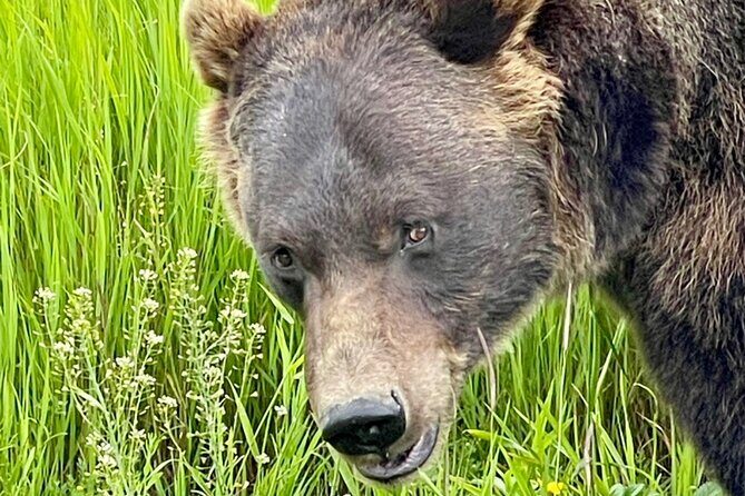Bears & Beers Tasting Tour out of Anchorage - Practical Considerations