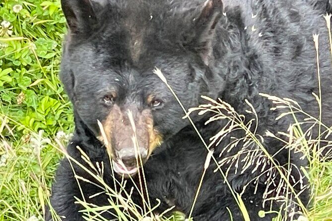 Bears & Beers Tasting Tour out of Anchorage - Who Will Love This Tour?