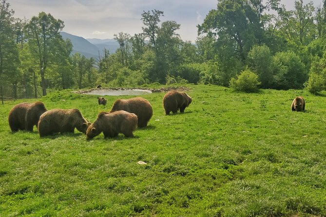 Bears Sanctuary, Dracula Castle and Poiana Brasov-Private Day Tour From Brasov - Frequently Asked Questions